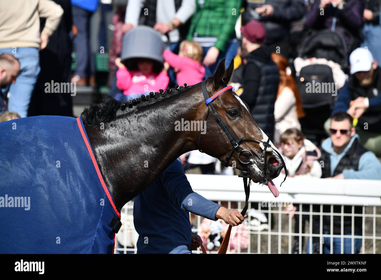 Racehorse CUBAN TIGER - XI All-Weather Championships Stock Photo - Alamy