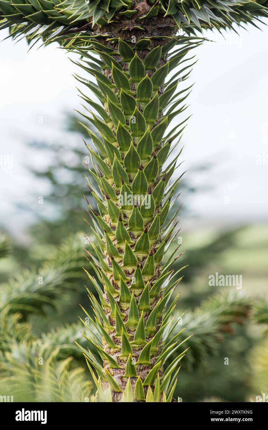 Araucaria auracana or Monkey Puzzle tree with characteristic thick ...