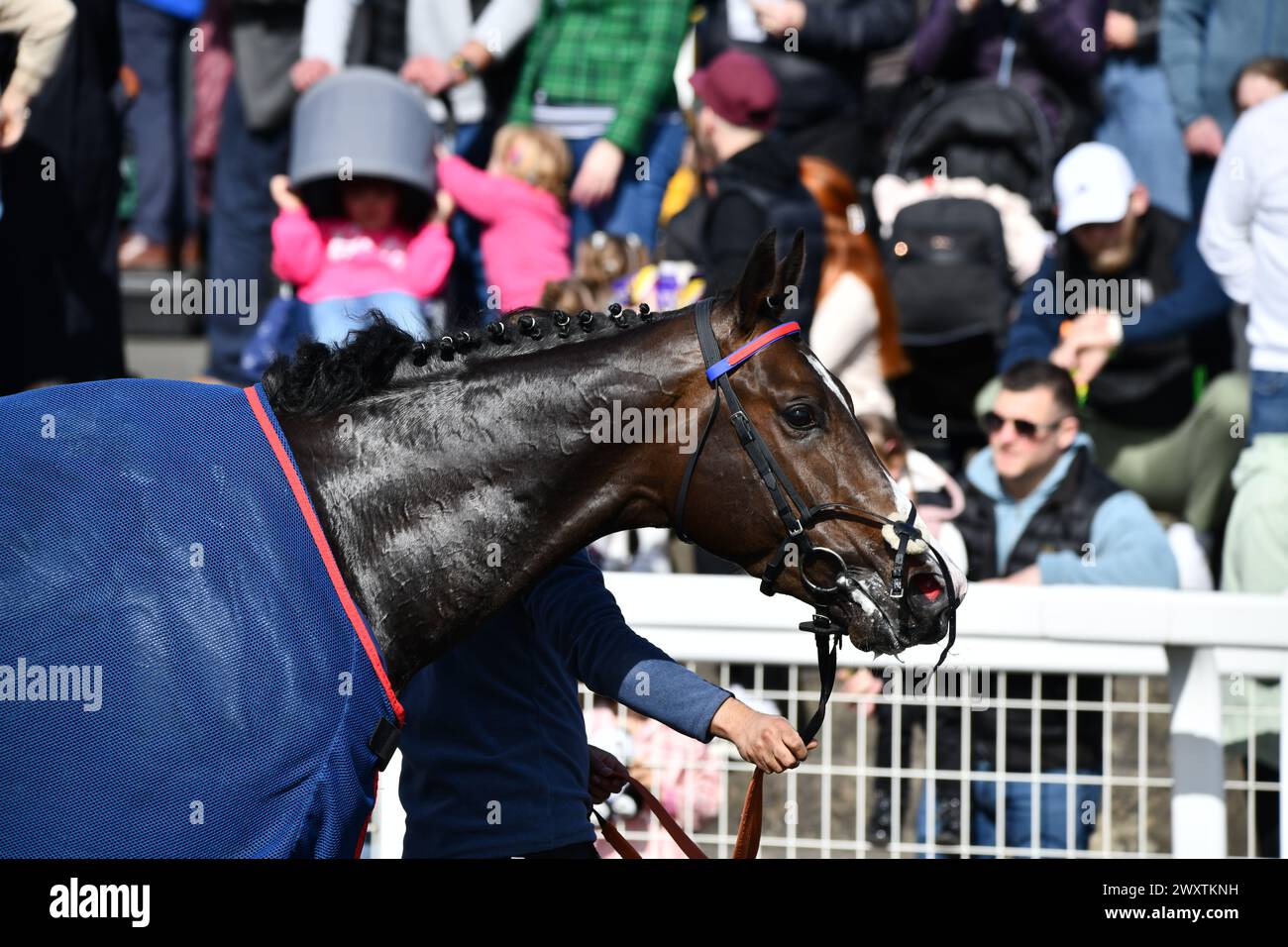 Racehorse CUBAN TIGER - XI All-Weather Championships Stock Photo - Alamy