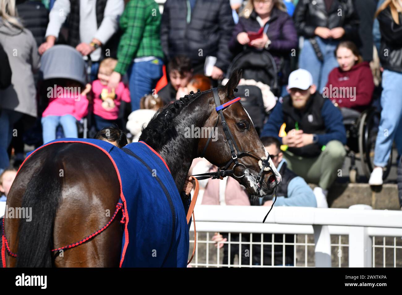 Racehorse CUBAN TIGER - XI All-Weather Championships Stock Photo - Alamy