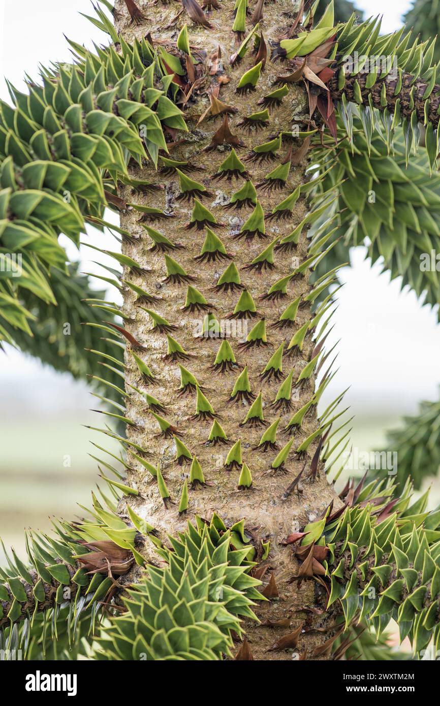 Araucaria auracana or Monkey Puzzle tree with characteristic thick ...