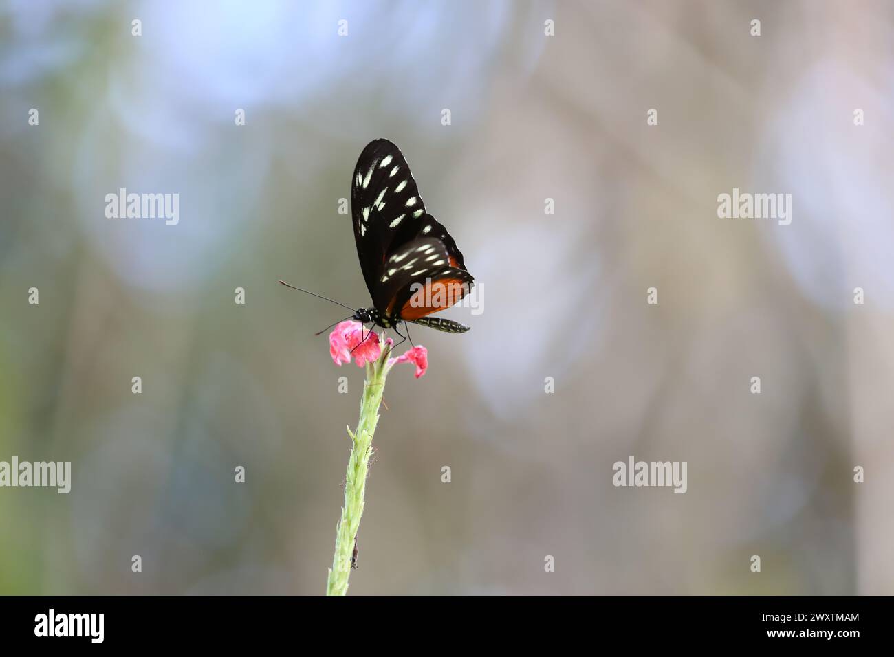 Black and white stripped butterfly hi-res stock photography and images ...