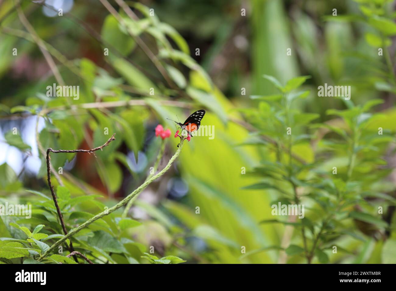 Tiger Longwing Golden Helicon butterfly Heliconius, Costa Rica Stock ...