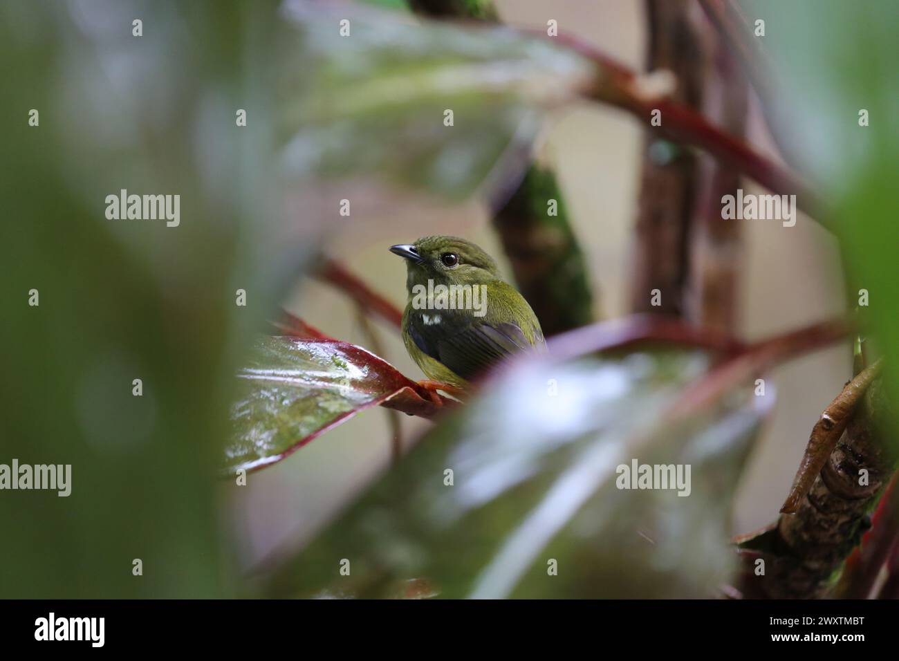 White-bearded Manakin in Tortuguero National Park, Costa Rica Stock ...