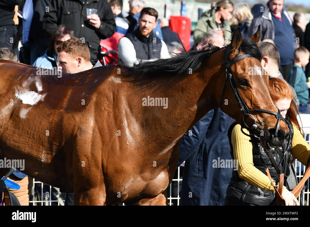 Summerghand racecourse hi-res stock photography and images - Alamy