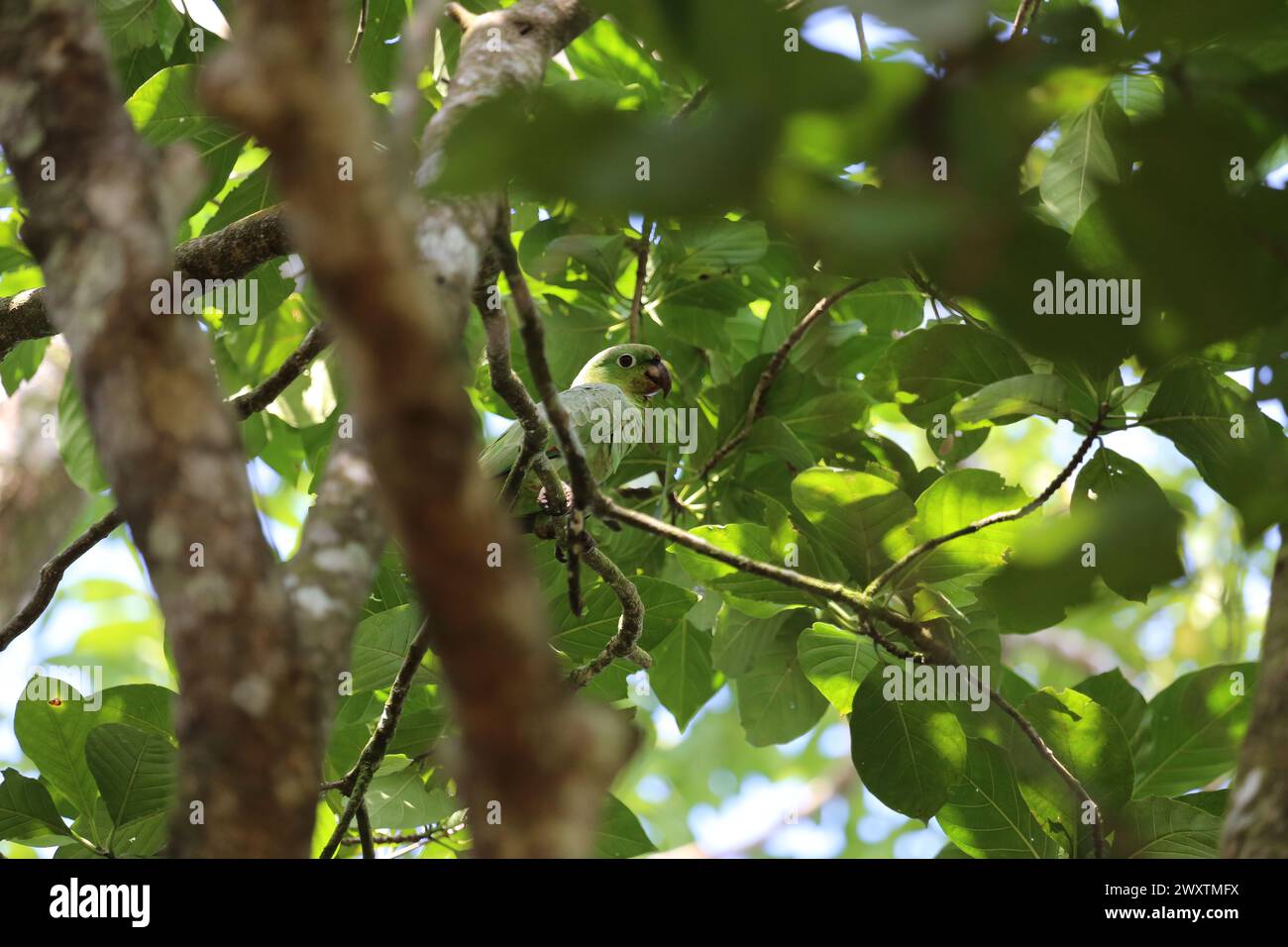 Short-tailed parrot on tree in Costa Rica Stock Photo - Alamy