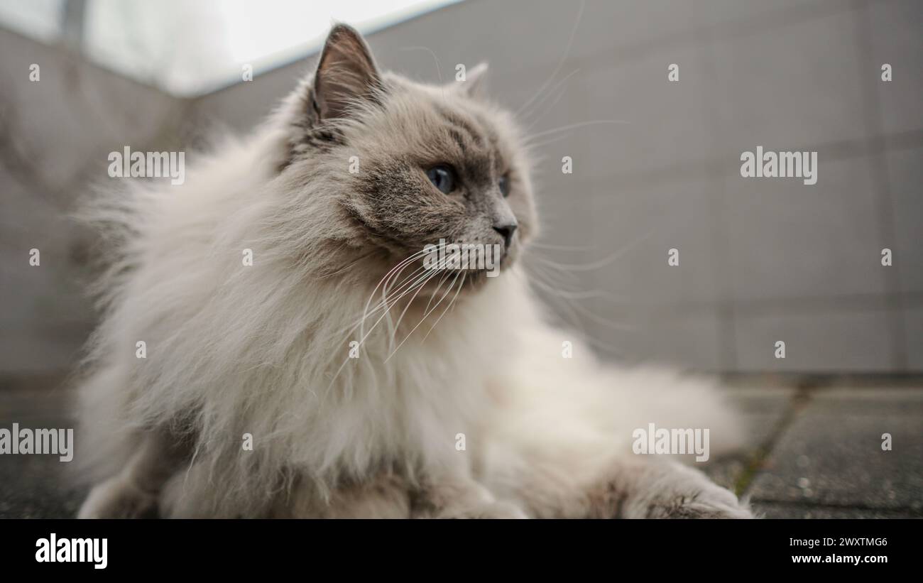 White ragdoll cat Stock Photo - Alamy