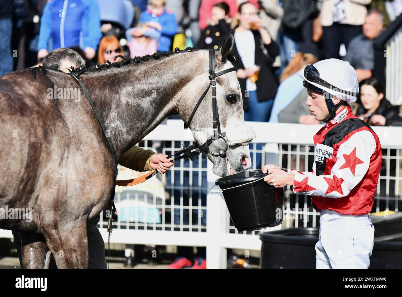 Racehorse BILLYJOH and jockey FREDERICK LARSON Stock Photo - Alamy