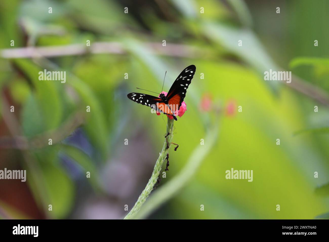 Tiger Longwing Golden Helicon butterfly Heliconius, Costa Rica Stock Photo - Alamy