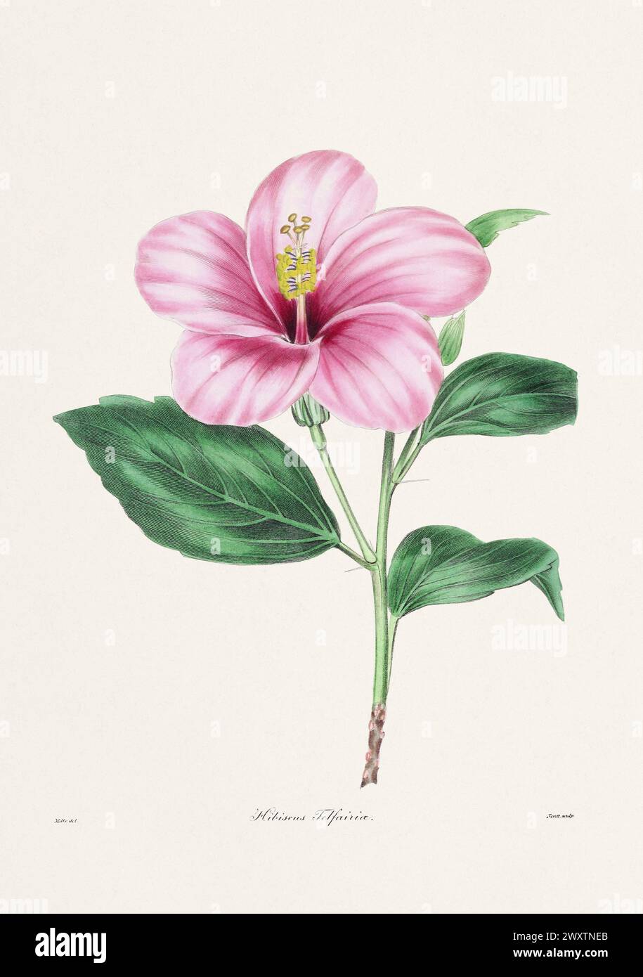 Erica flower drawing hi-res stock photography and images - Alamy