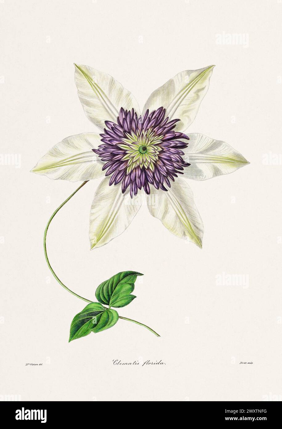 Illustration flower arrangement hi-res stock photography and images - Alamy