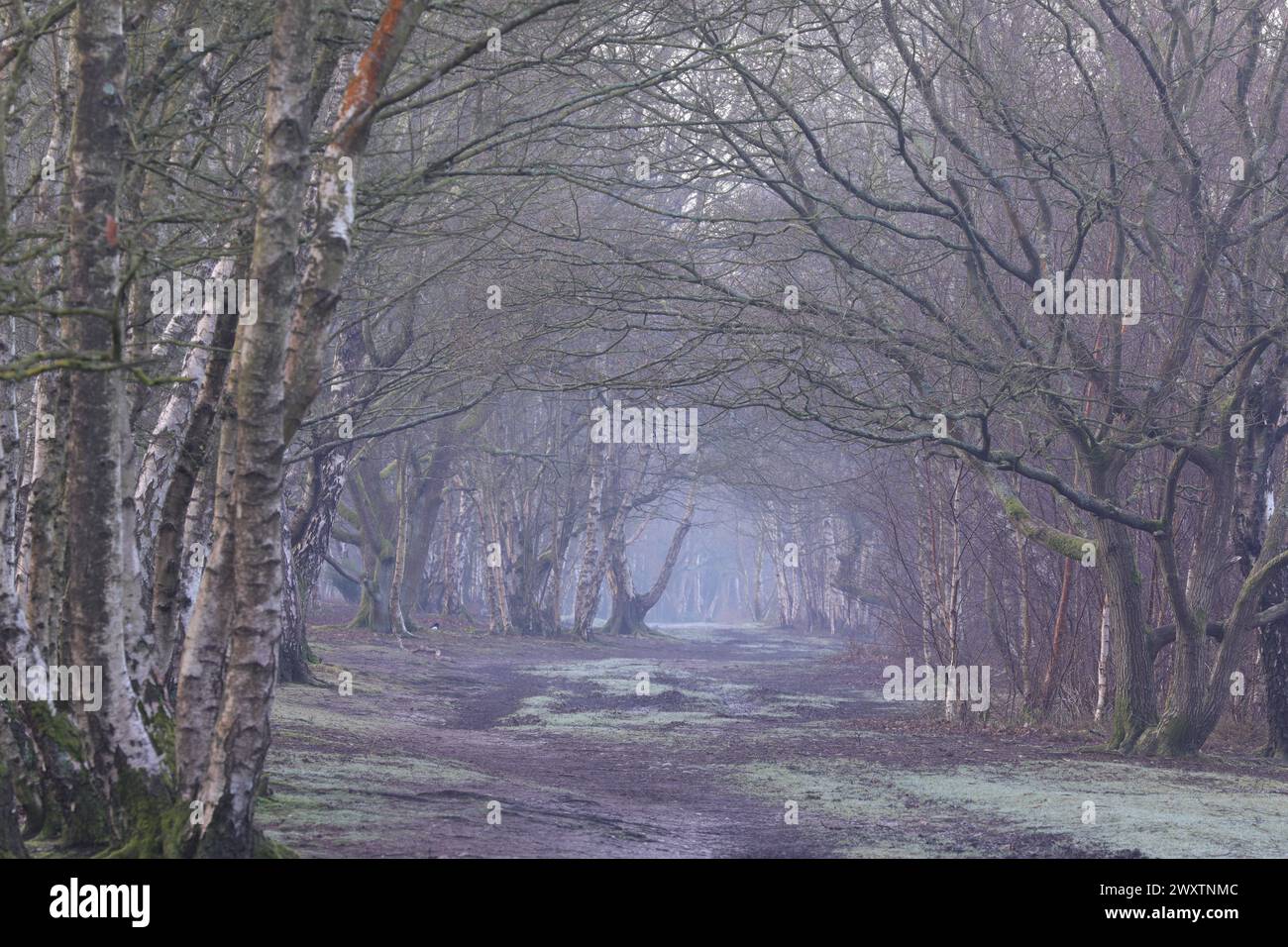 Serene landscape barren leafless hi-res stock photography and images ...