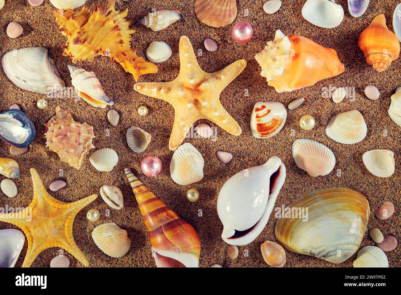 Lots of colored shells, pearls and starfish. Natural shell background ...