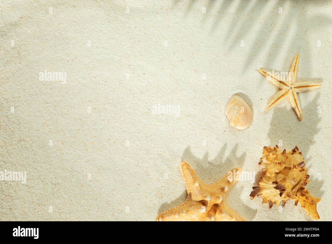 Starfish shells palm tree hi-res stock photography and images - Alamy