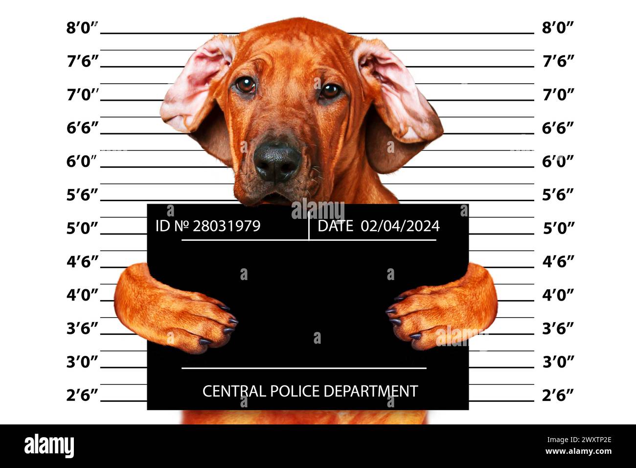 Police lineup background hi-res stock photography and images - Alamy