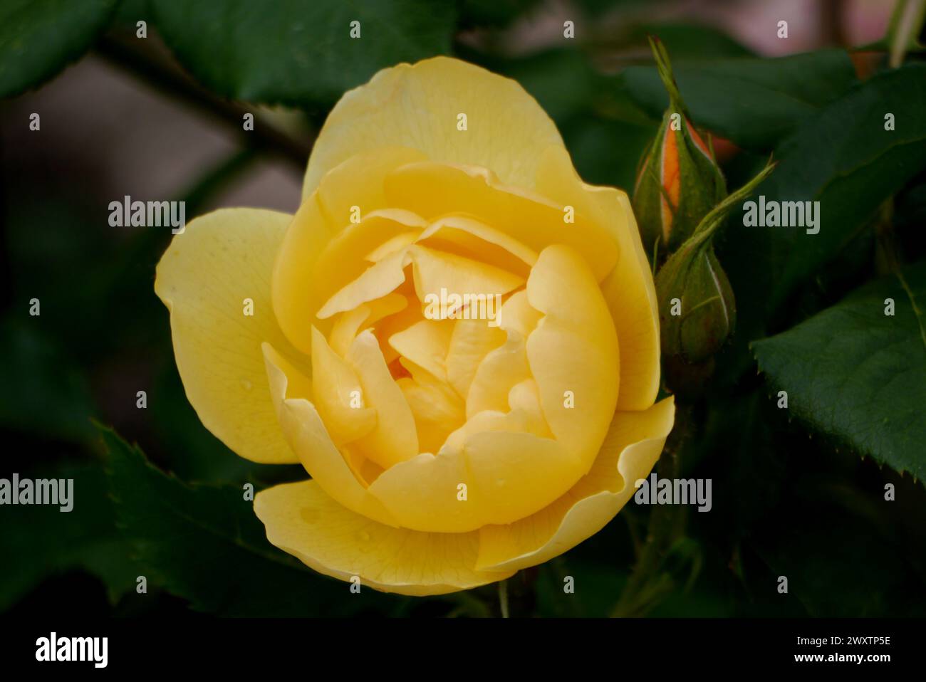 Single Yellow David Austin Rosa 'Molineux' Rose grown in the Rose ...