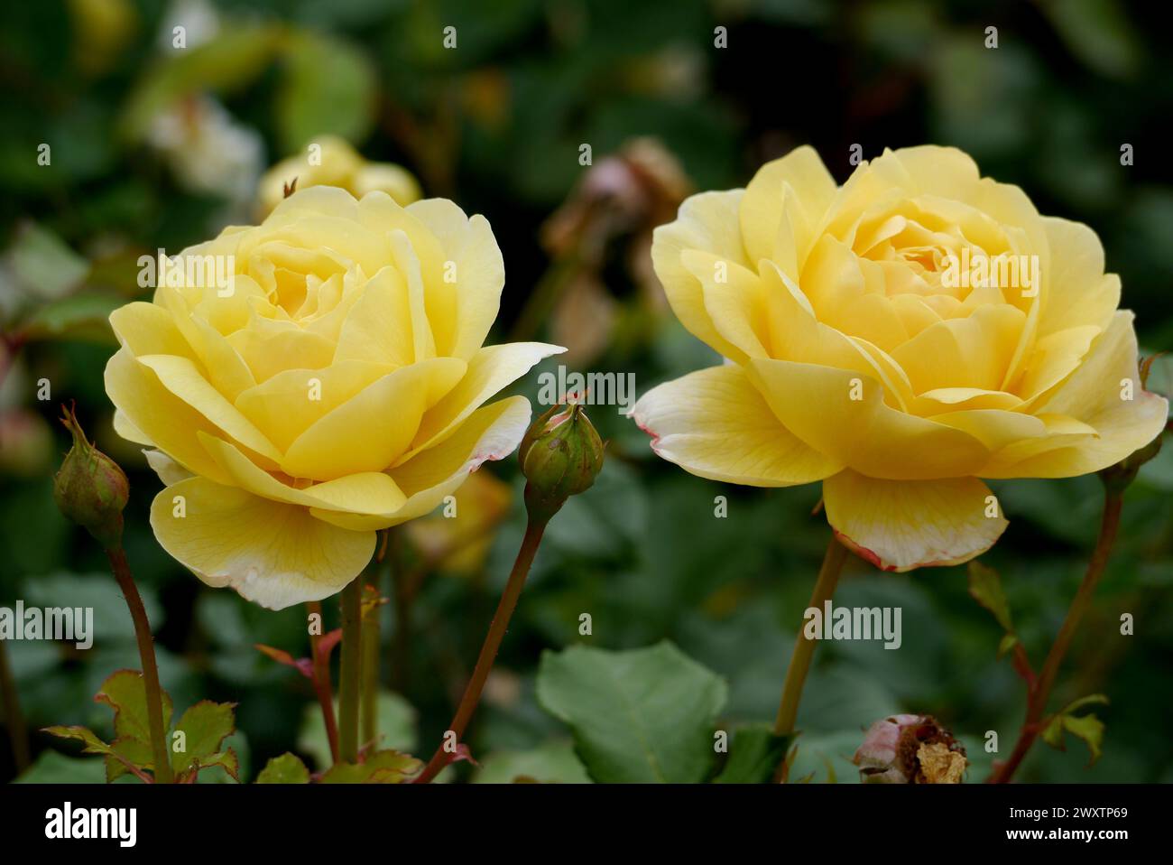 Pair of Yellow David Austin Rosa 'Molineux' Roses grown in the Rose ...