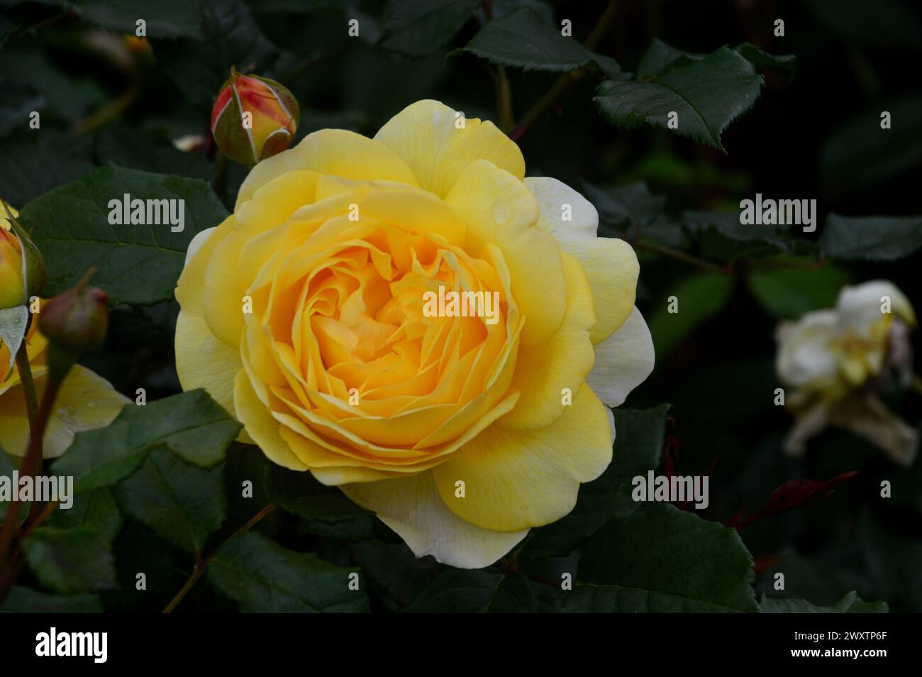 Single Yellow David Austin Rosa 'Molineux' Rose grown in the Rose ...
