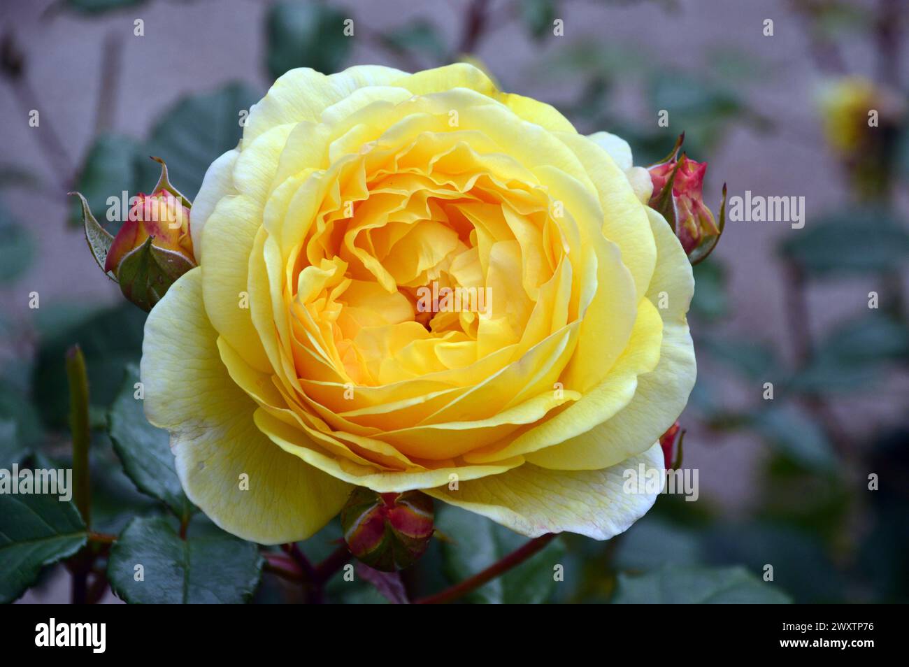 Single Yellow David Austin Rosa 'Molineux' Rose grown in the Rose ...