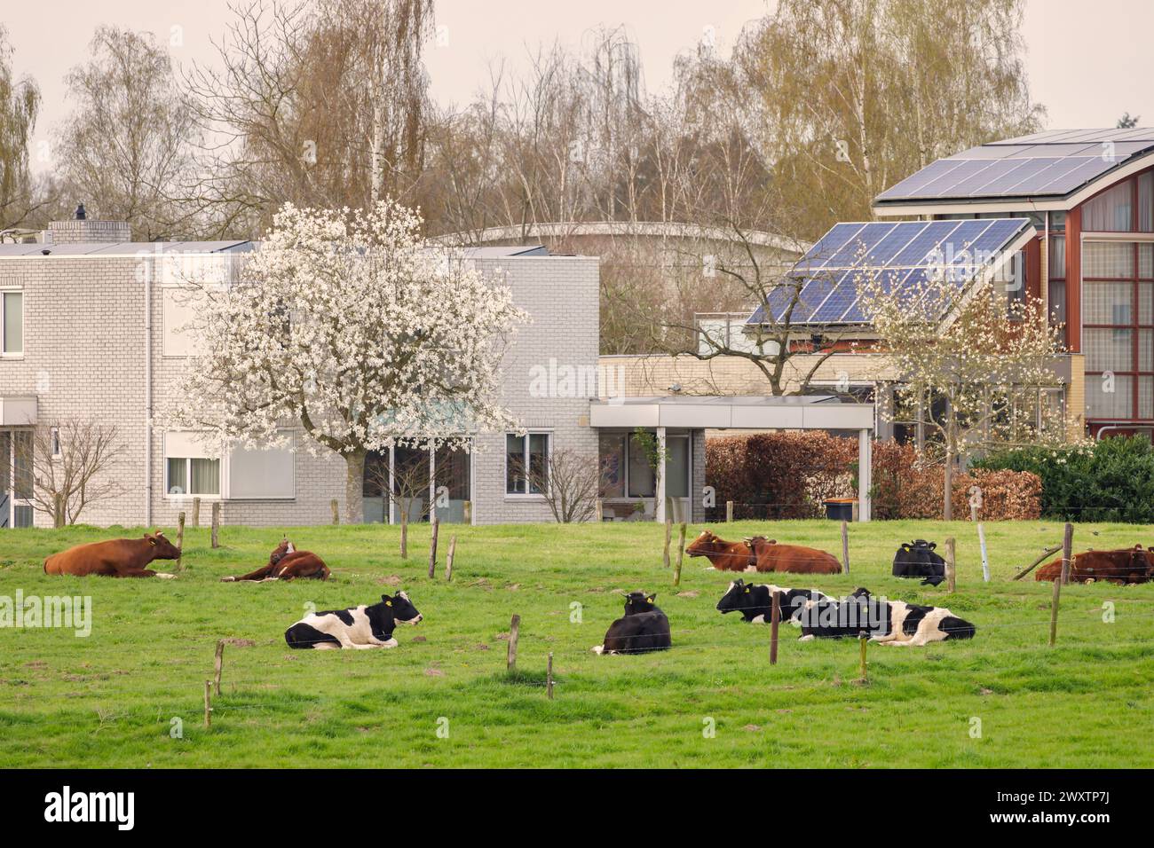 Grass front modern summer houses hi-res stock photography and images ...