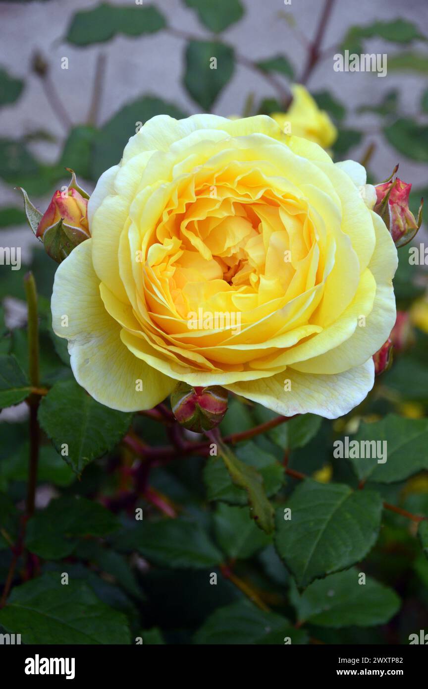 Single Yellow David Austin Rosa 'Molineux' Rose grown in the Rose ...