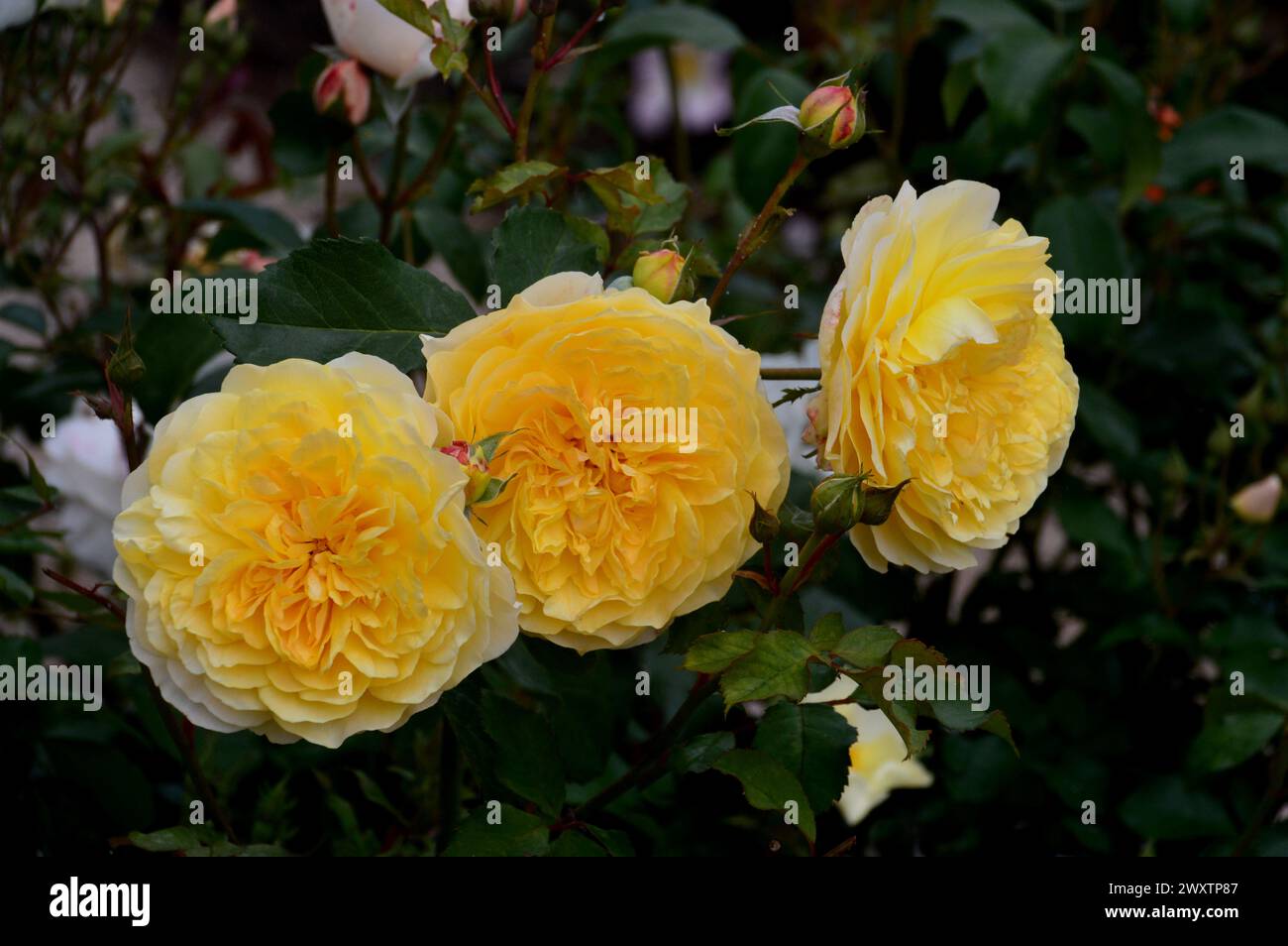 Three Yellow David Austin Rosa 'Molineux' Roses grown in the Rose ...