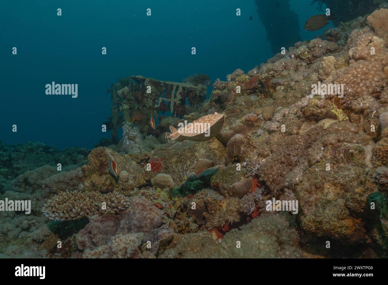 Electric ray seabed hi-res stock photography and images - Alamy