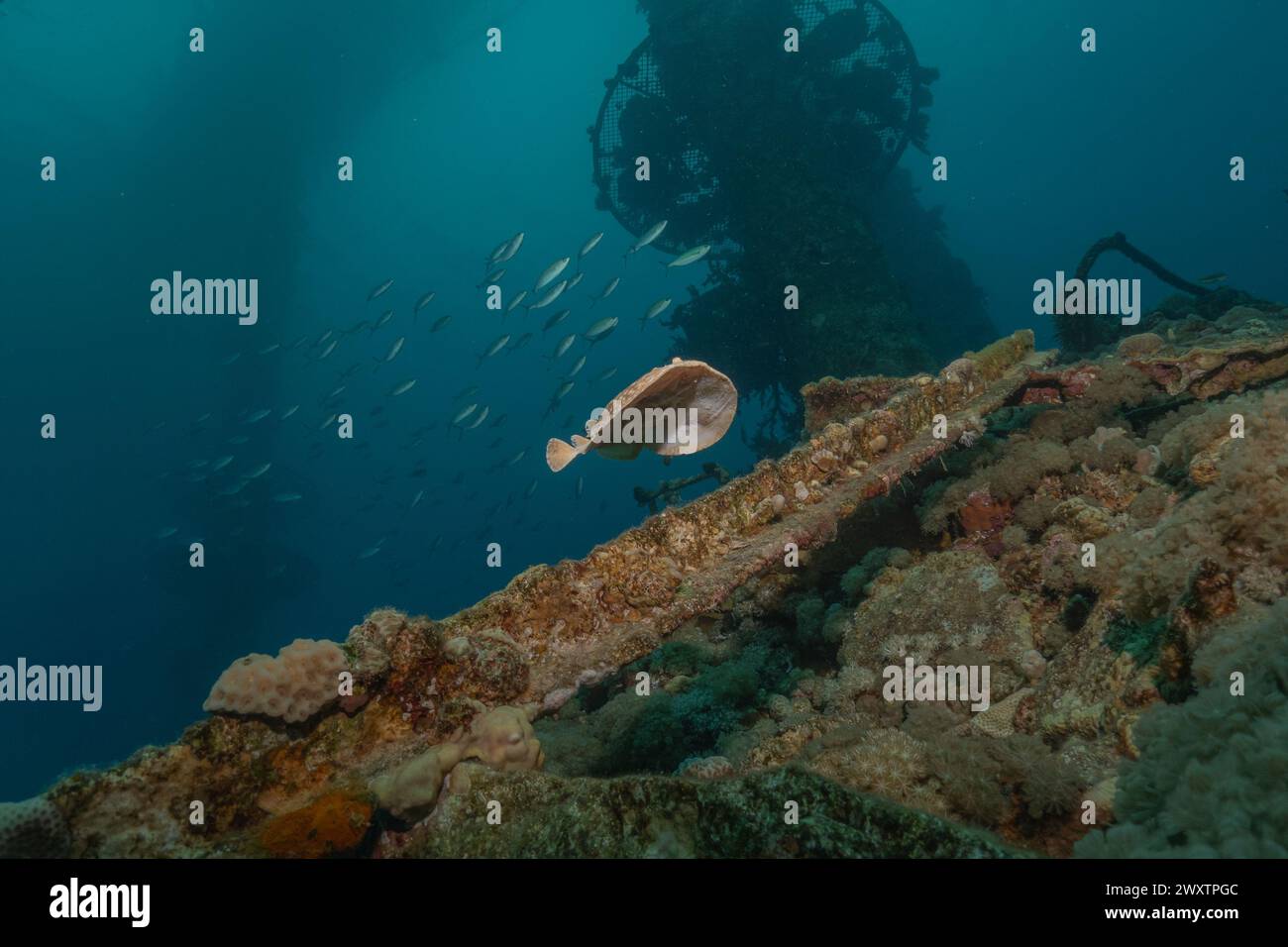 Torpedo sinuspersici On the seabed in the Red Sea, Israel Stock Photo ...