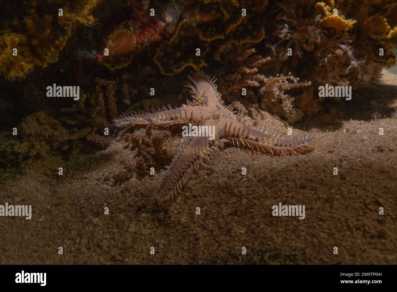 Starfish On the Seabed in the Sea of the Philippines Stock Photo - Alamy
