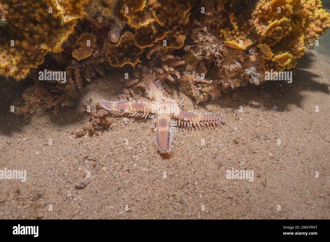 Starfish On the Seabed in the Sea of the Philippines Stock Photo - Alamy