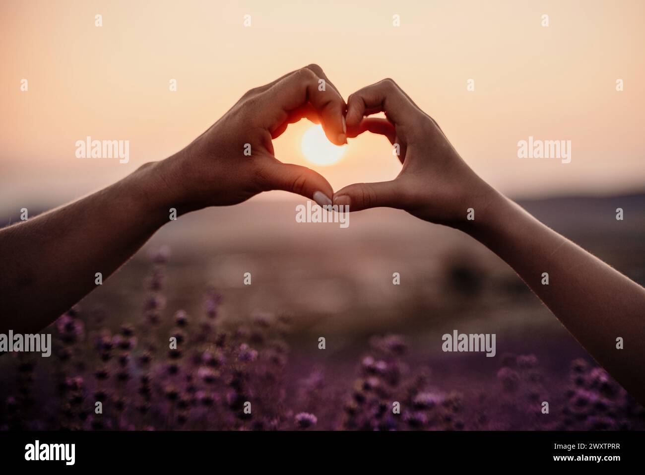 Two hands forming a heart shape in front of a purple field. The sun is ...