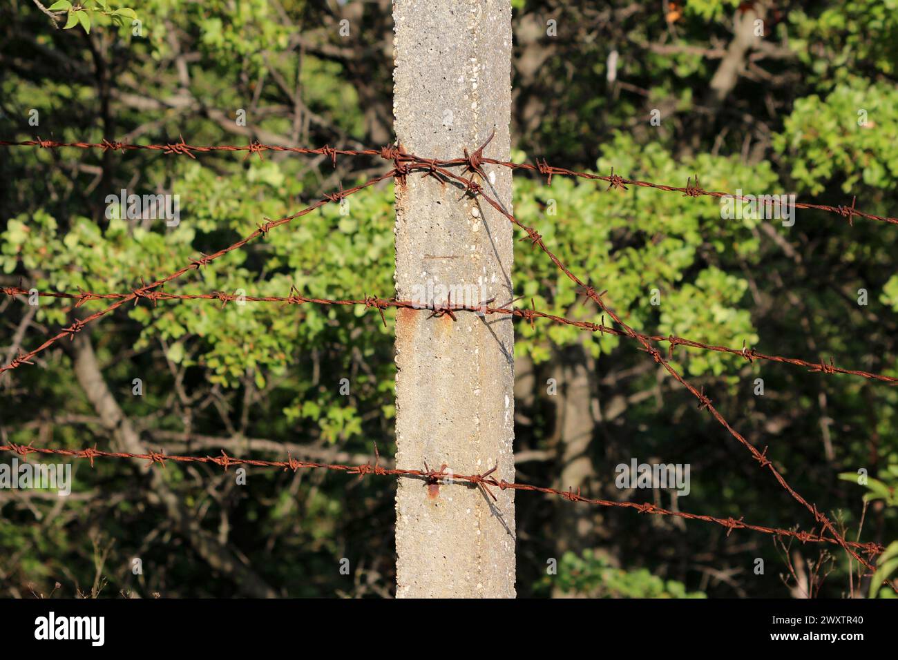 Rusted barbed wire fence reinforced with strong concrete pole ...