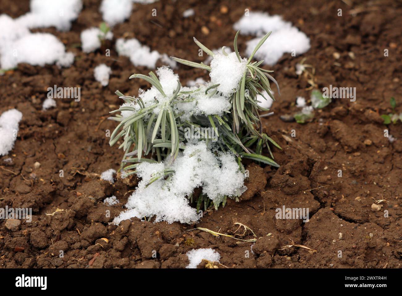 Lavandula latifolia hi-res stock photography and images - Alamy