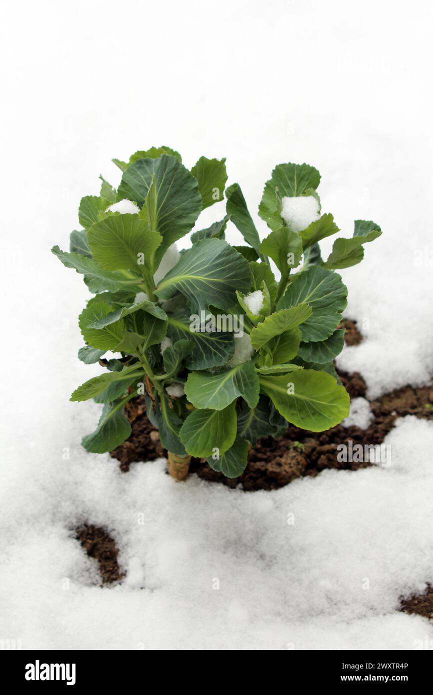 Young cabbage headed leafy hi-res stock photography and images - Alamy