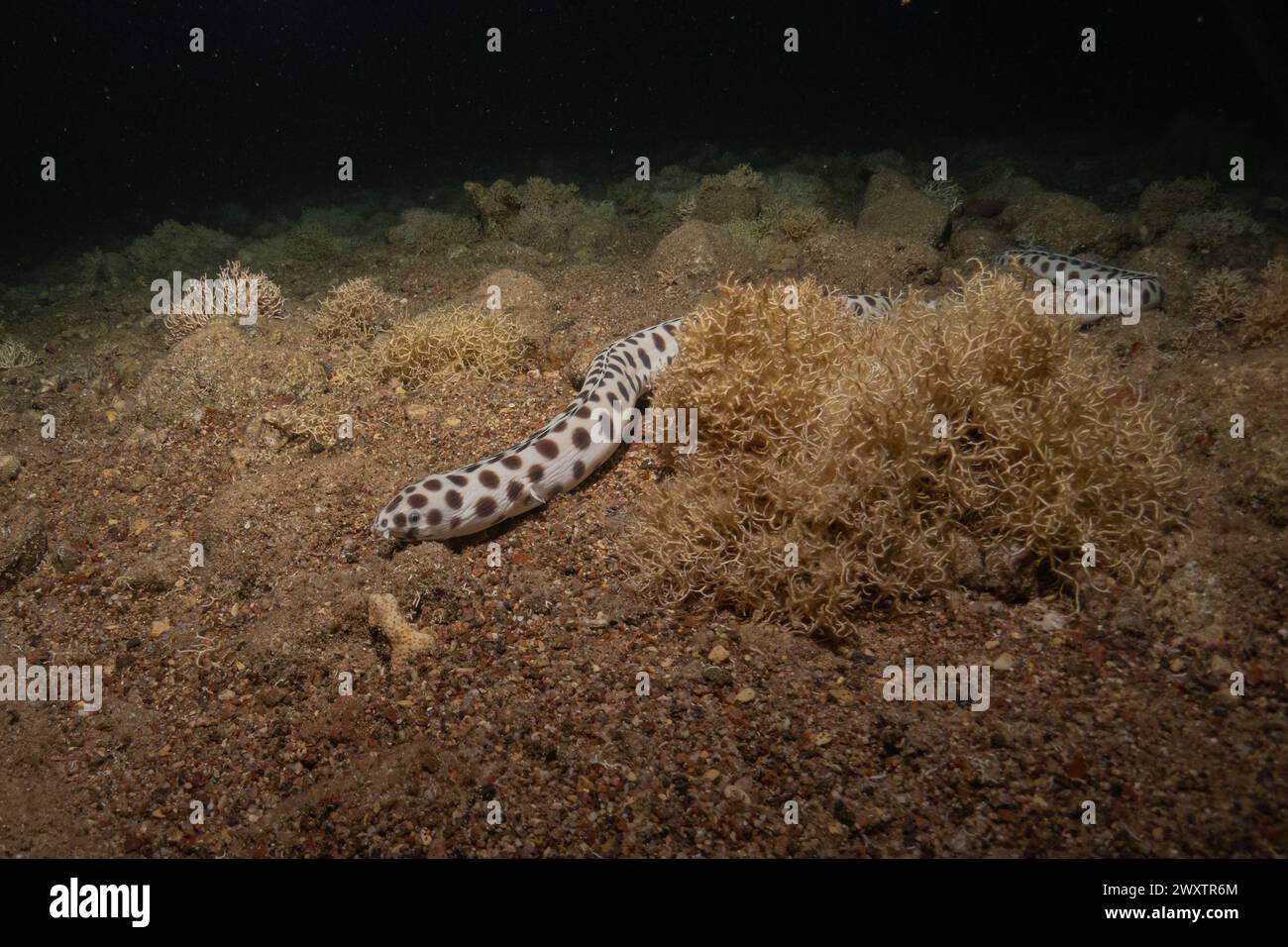 Tiger Snake Eel in the Red Sea Colorful and beautiful, Eilat Israel ...