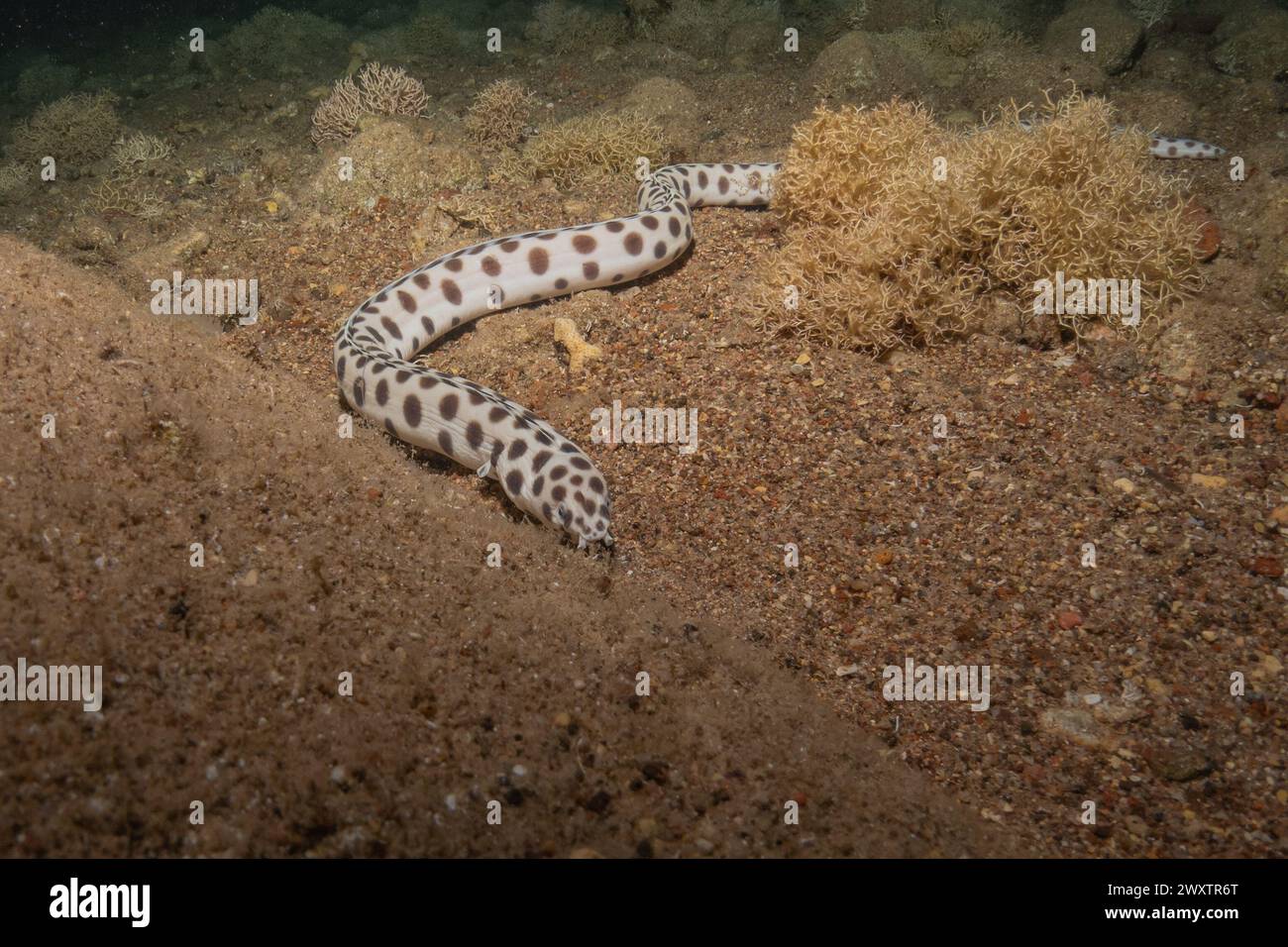 Tiger Snake Eel in the Red Sea Colorful and beautiful, Eilat Israel ...