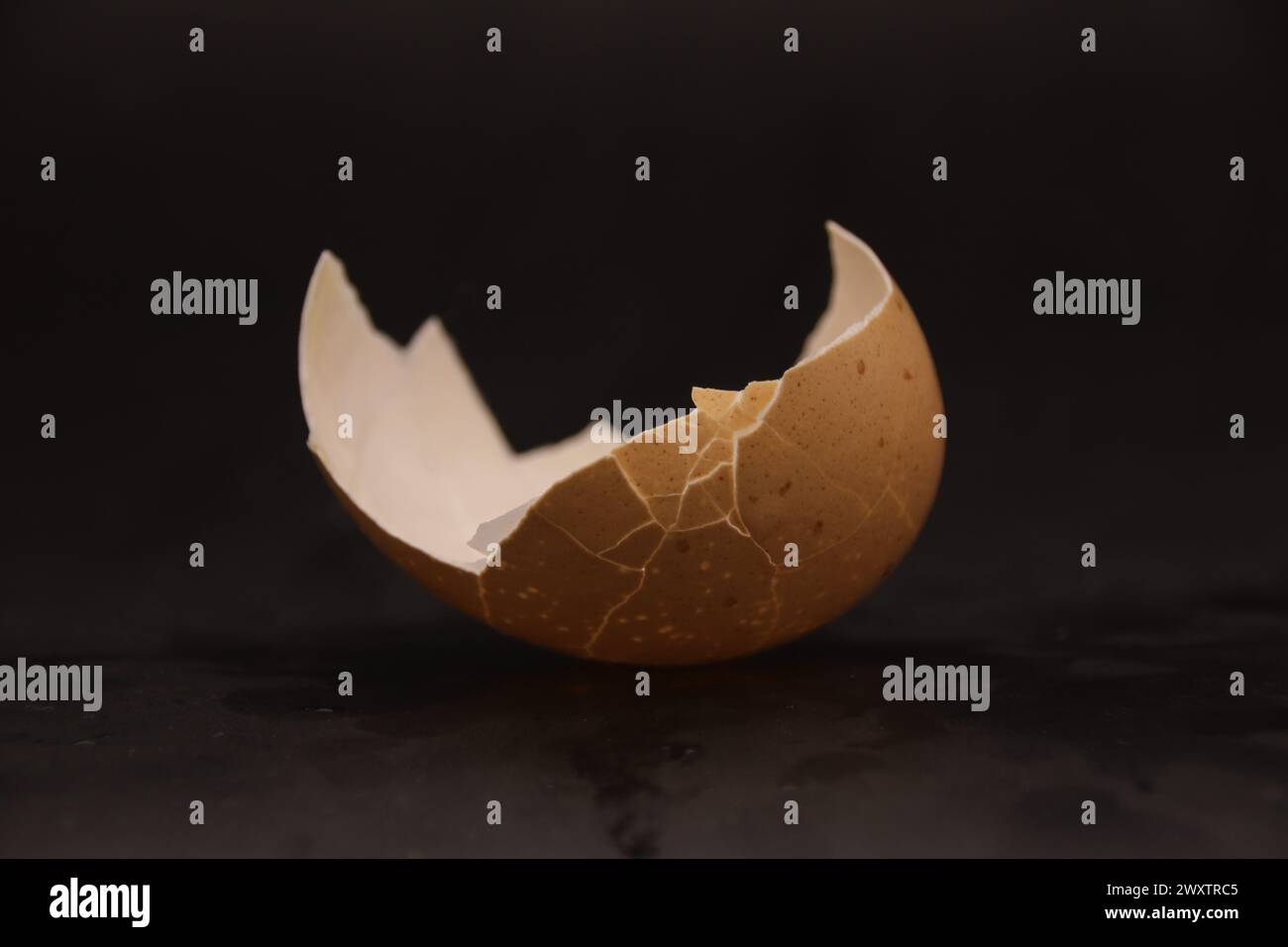Egg Shell 6 Stock Photo - Alamy