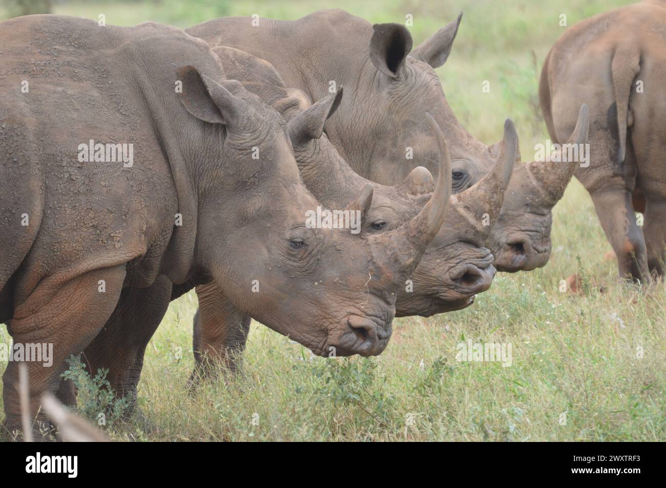 A cute male bull white Rhino in Kruger National Park Stock Photo - Alamy