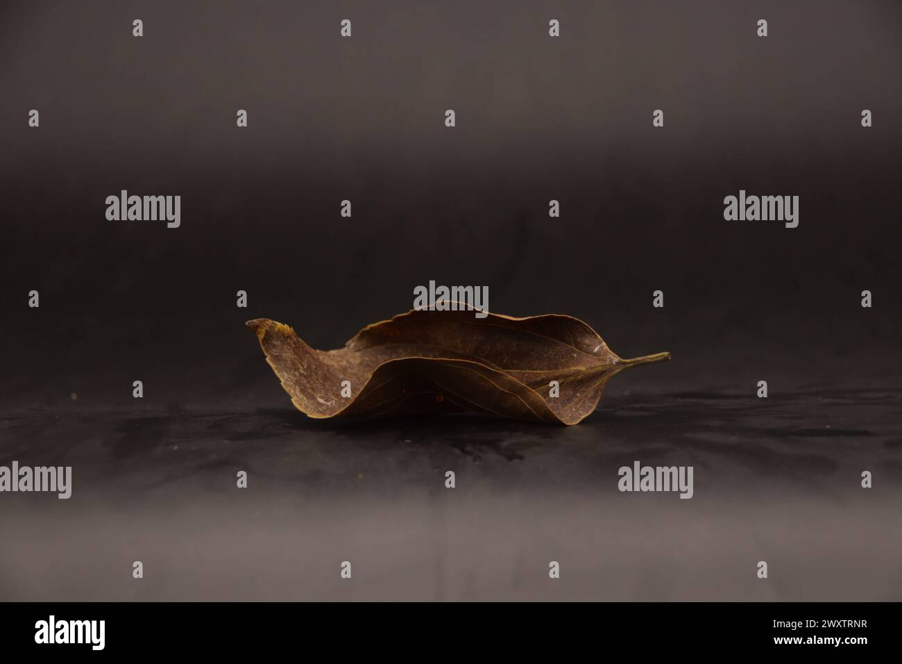 One single leaf dead hi-res stock photography and images - Alamy