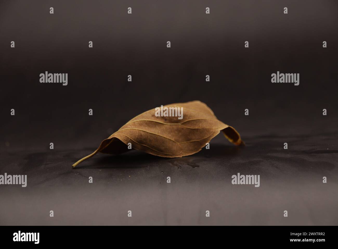 Leaf Still Life 5 Stock Photo - Alamy