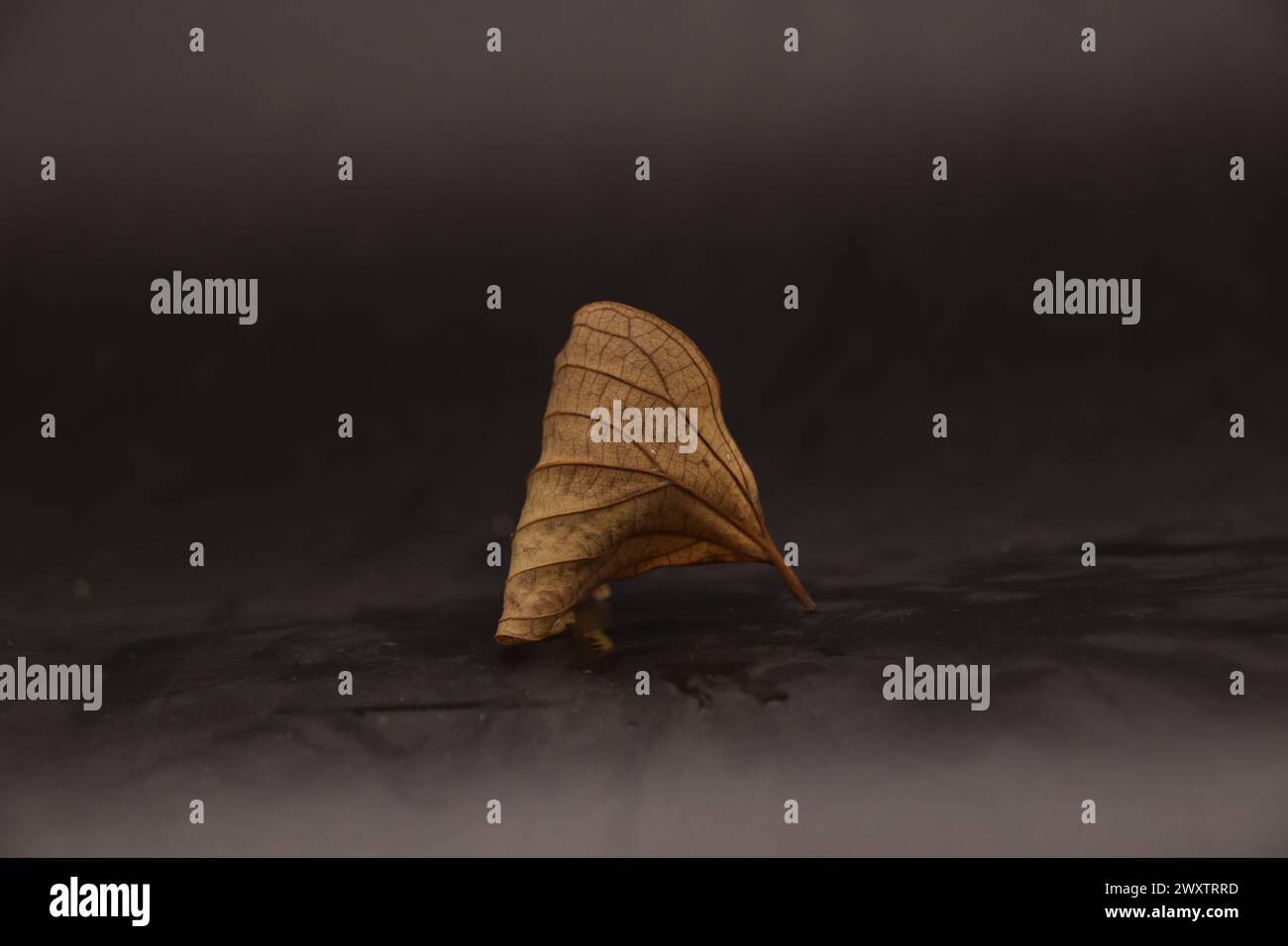 Leaf Still Life 4 Stock Photo - Alamy