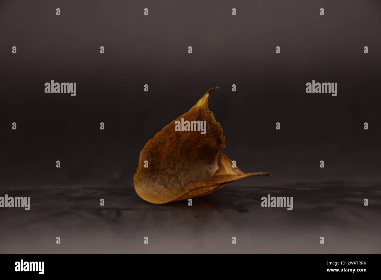Leaf Still Life 3 Stock Photo - Alamy