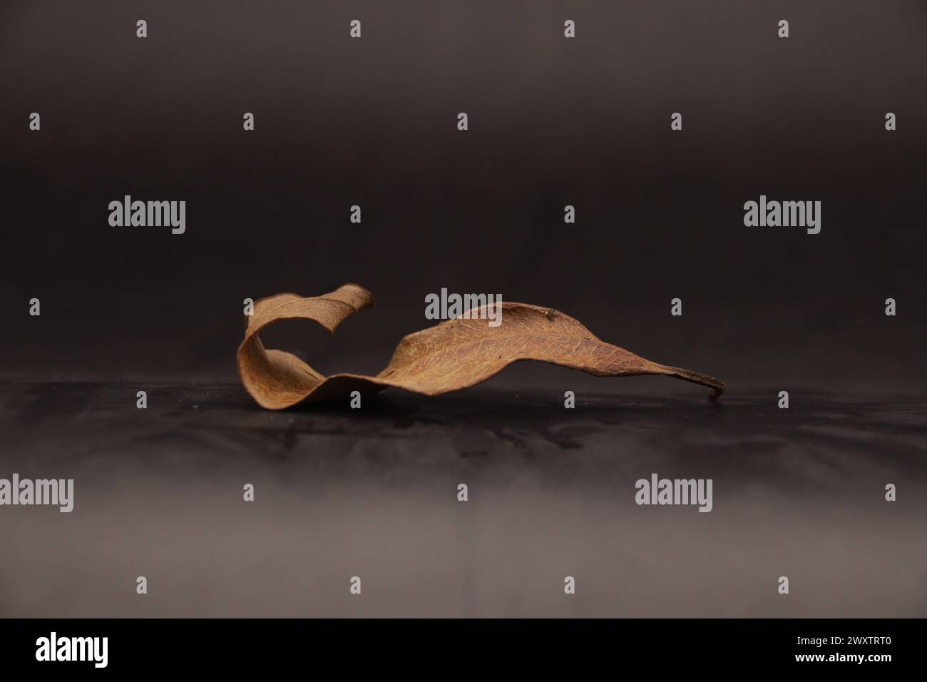 Leaf Still Life 2 Stock Photo - Alamy