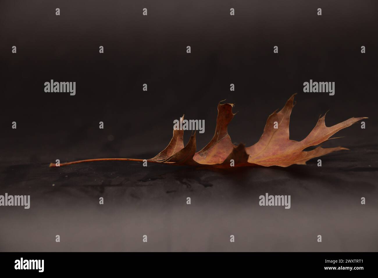 Leaf Still Life 1 Stock Photo - Alamy
