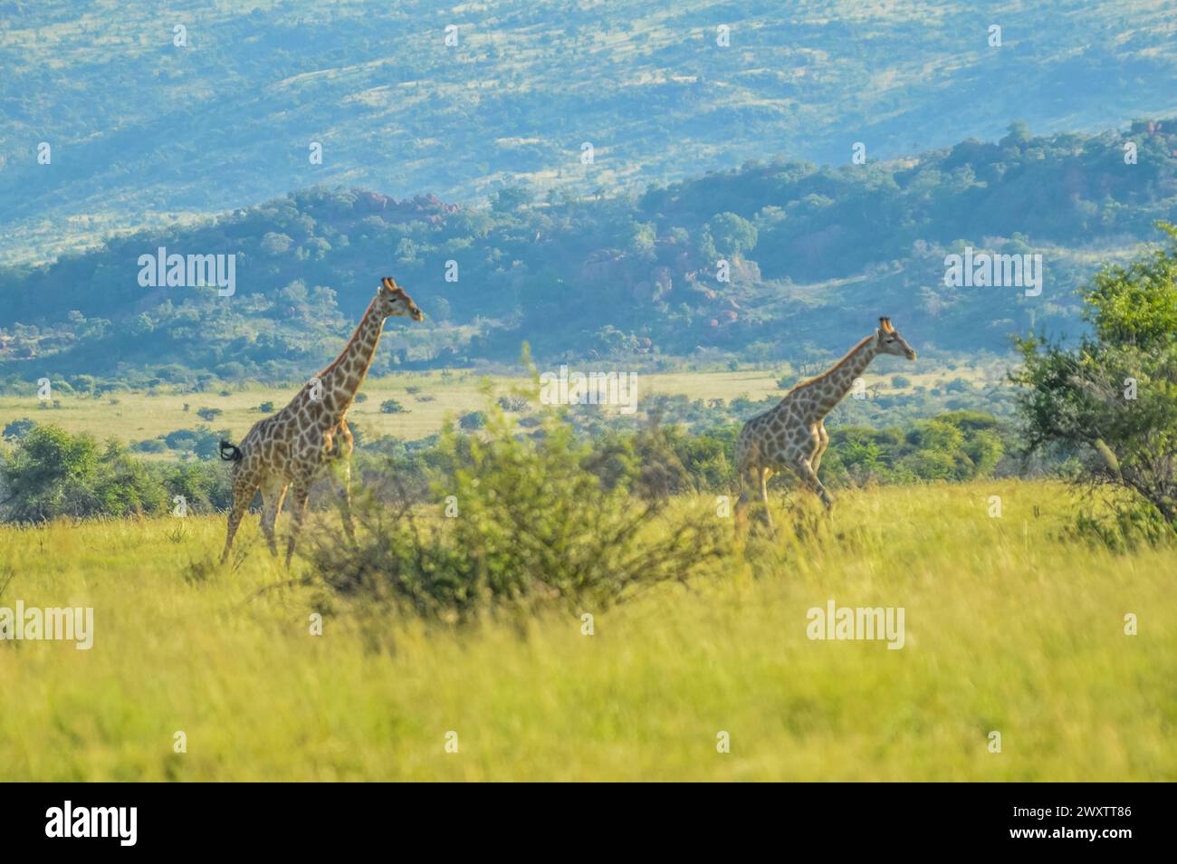 Authentic true South African safari experience in bushveld in a nature ...