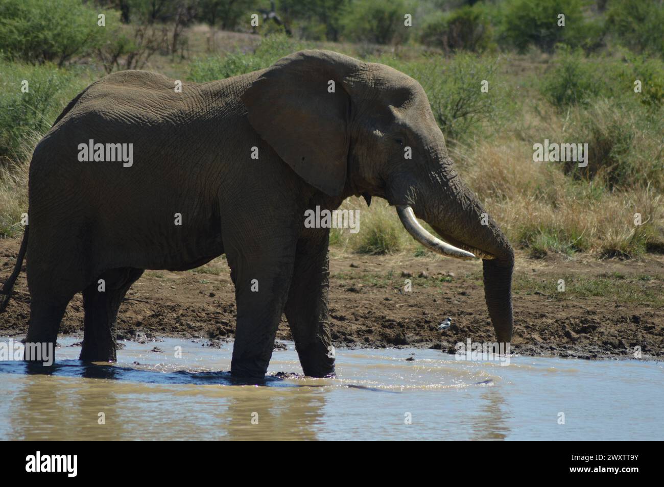A family of Elephants in Kruger National Park . Musht elephant ...