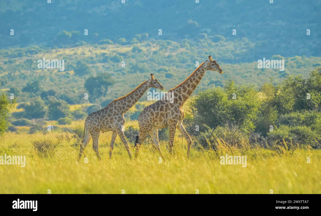 Authentic true South African safari experience in bushveld in a nature ...
