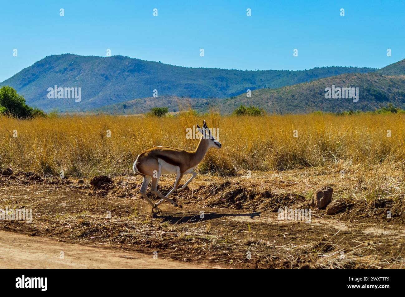 Springbok antelope ( Antidorcas marsupialis ) is national animal of ...