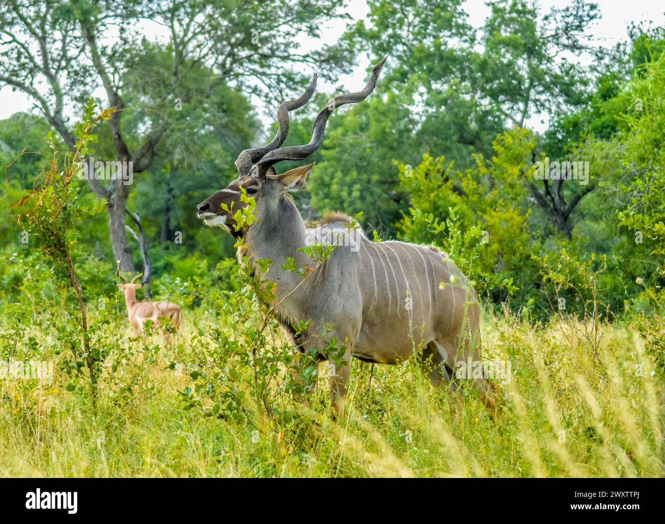 Majestic Kudu bull with big horns in a national park and reserve South ...