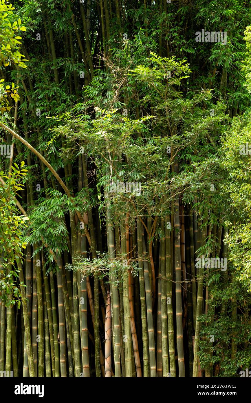 Bamboos, the fastest growing plant on the planet Stock Photo - Alamy